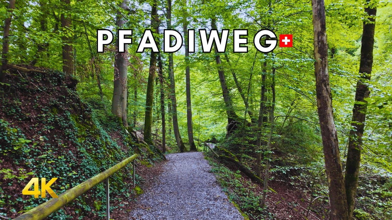 Peaceful Early Autumn Walk in a Swiss Forest | Relaxing Nature Sounds ...