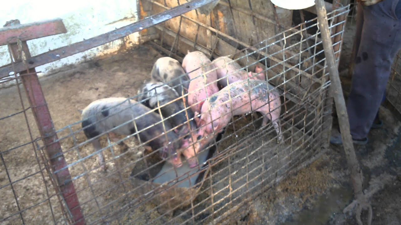 Crăciun porc 🐷 de lapte - YouTube