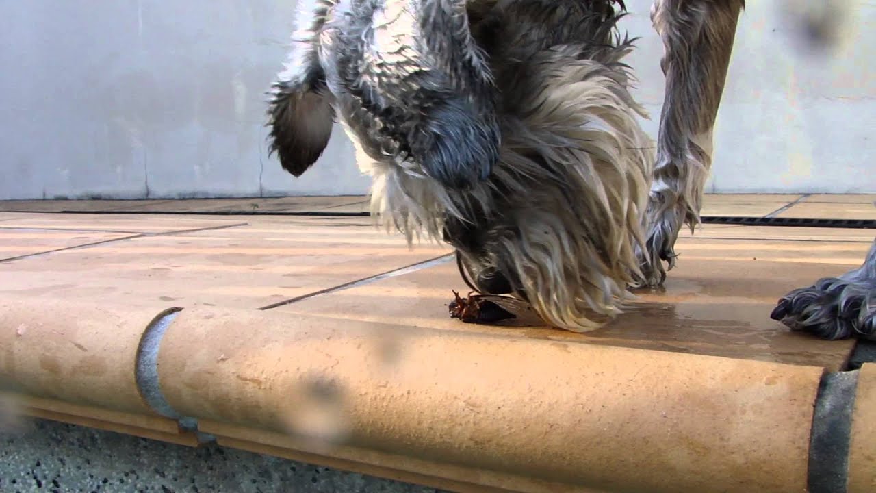 Pool Side Fun with Ball & Cicada - YouTube