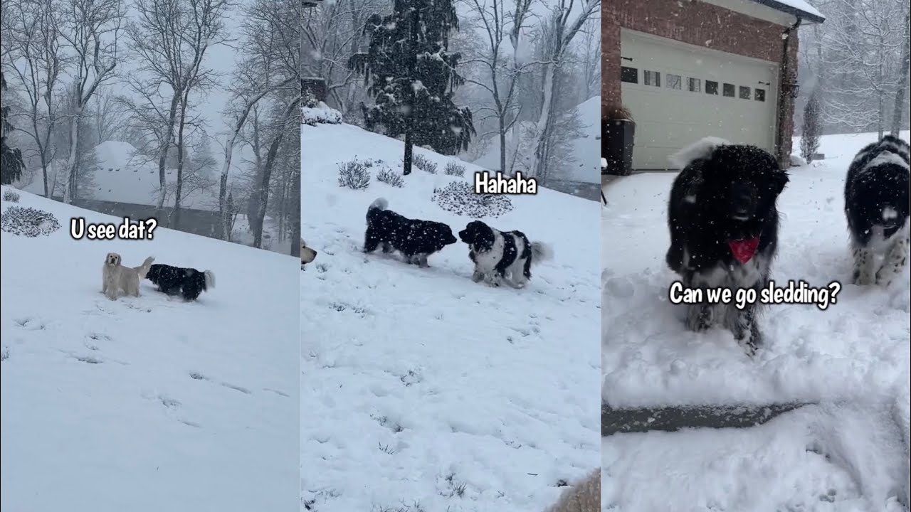 Dogs Have A Snow Day - YouTube