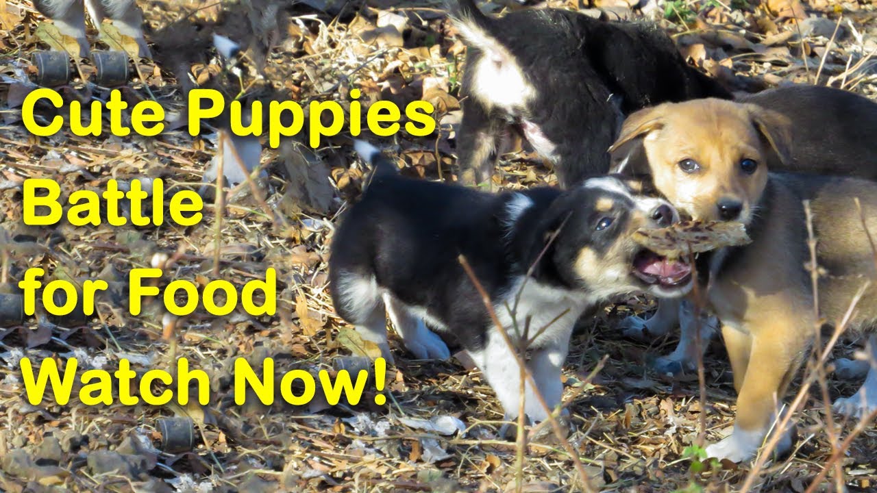 Adorable Puppies' Mealtime Madness: Watch 7 Cute Pups Battle for Food ...