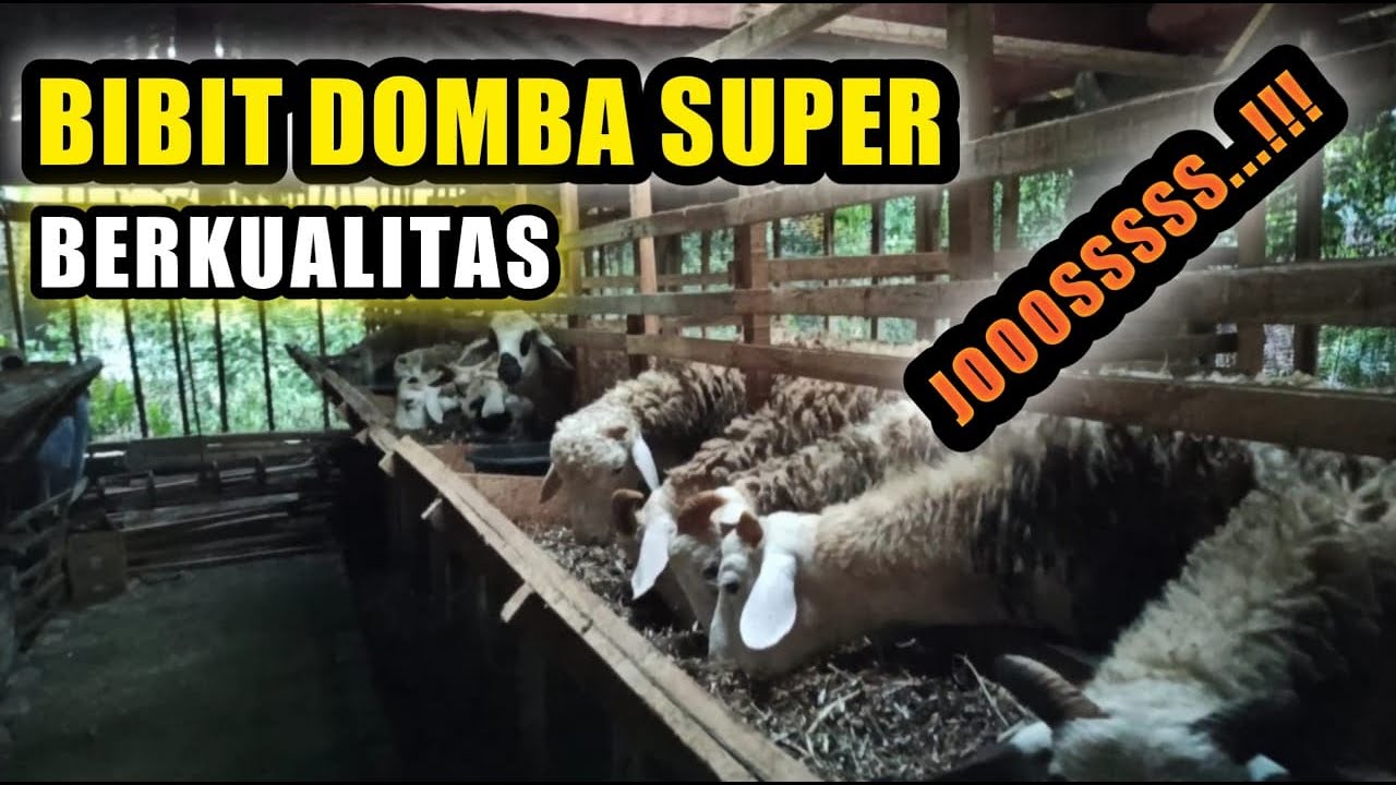 KANDANG DOMBA MAS SAKTI TEMANGGUNG (bibit dombanya jossss..!!!) - YouTube