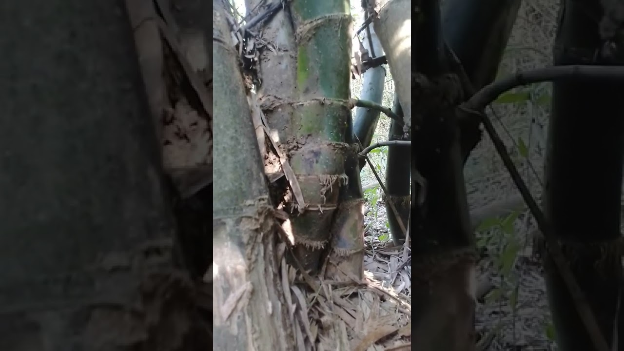 Bambu ruas pendek di pinggir kali - YouTube