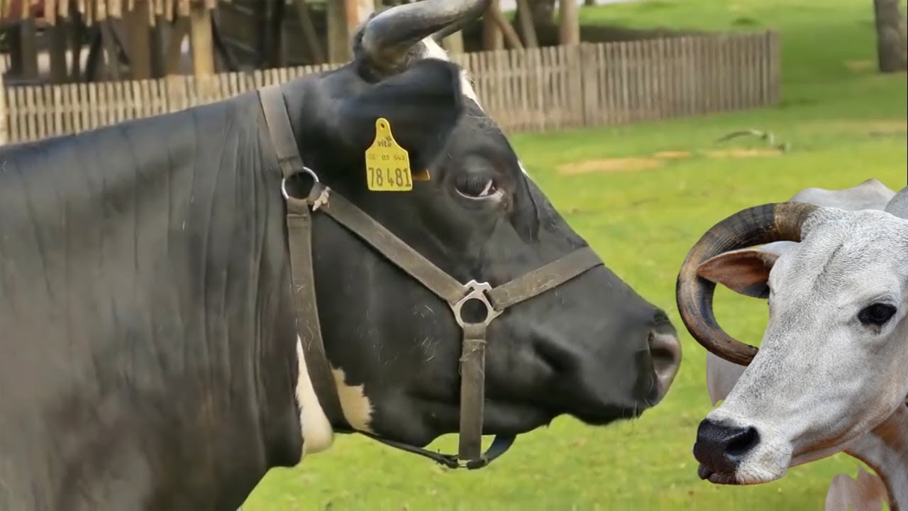 VERY FUNNY COW DANCE 2 - Cow Song & Amazing Cow Videos - YouTube
