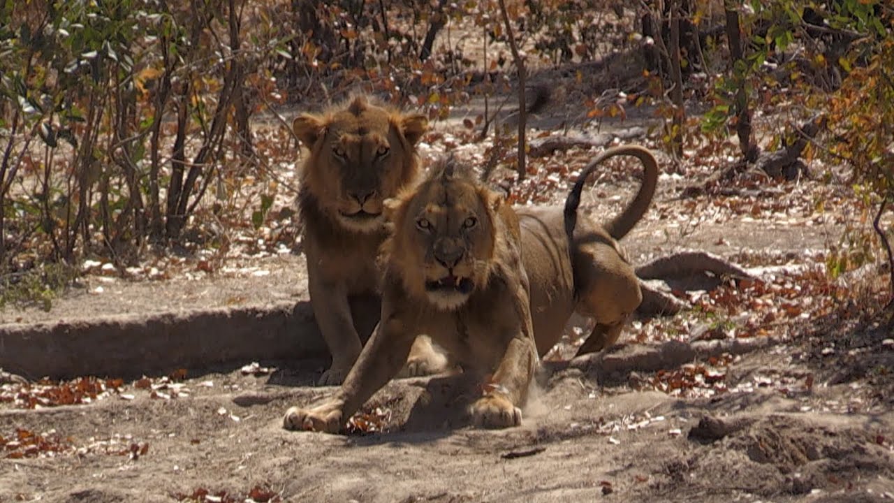 Leopard / Lion / Buffalo / Plains Game Hunting Safari - Chewore South ...