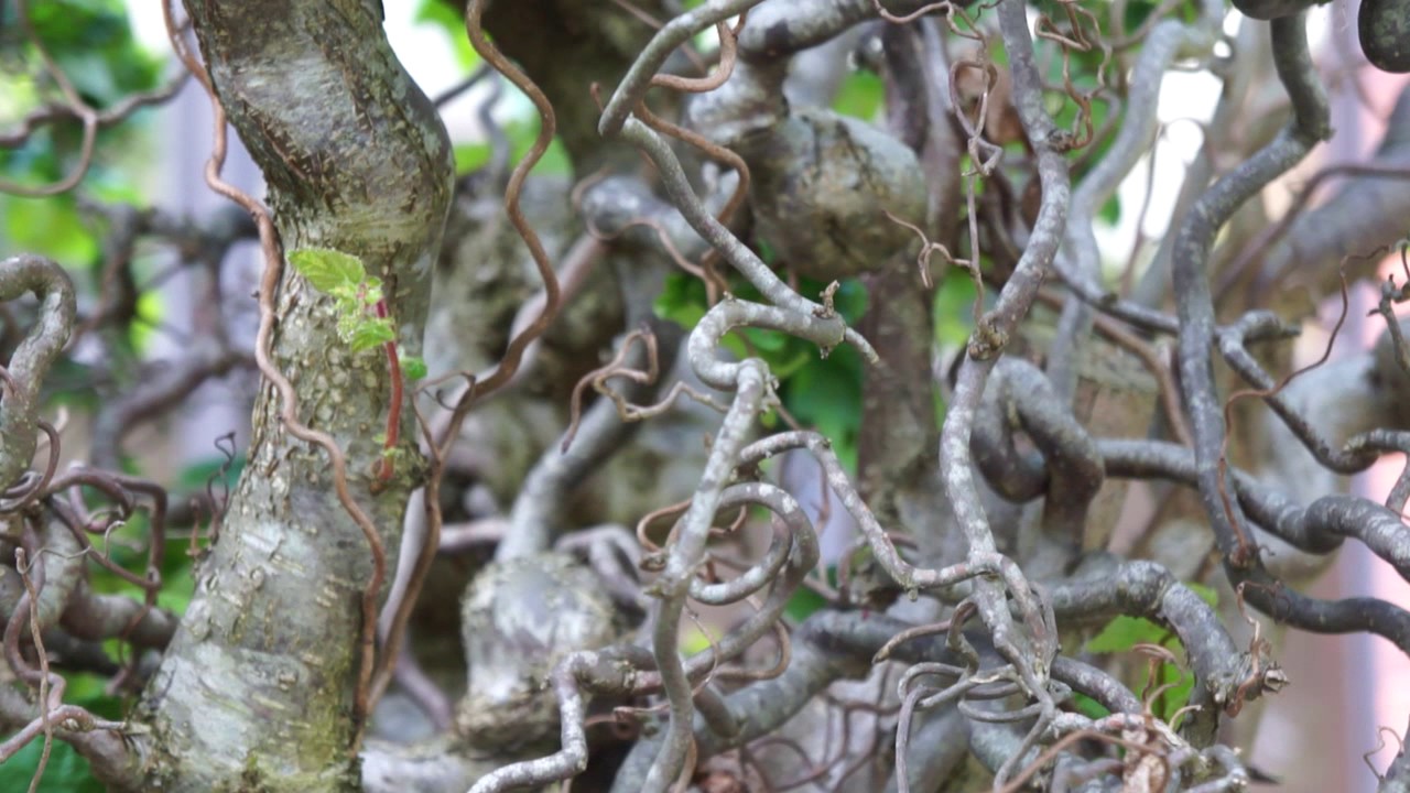 Educational videos on nature (Corkscrew Hazel bark and branches) - May 2017 - YouTube