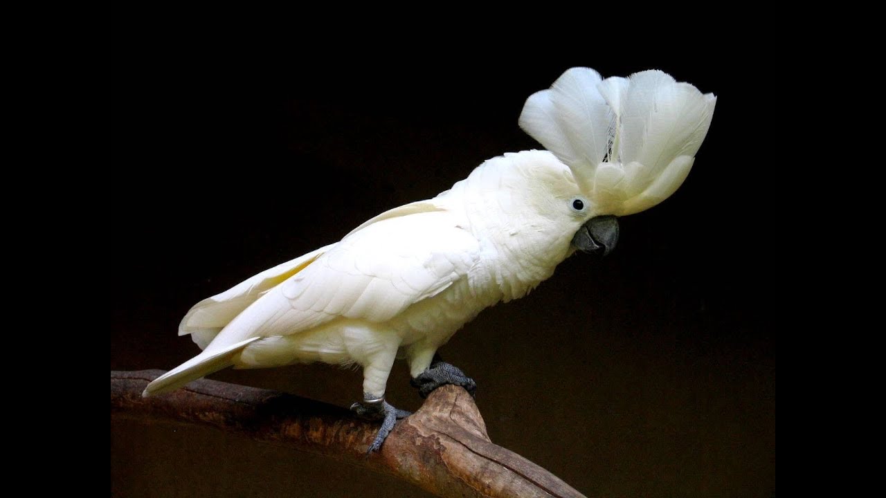 Las 20 especies de Loros más EXÓTICOS del Mundo - YouTube