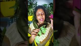 Difference between a node and internode of a plant? #shortsviralvideos #shorts