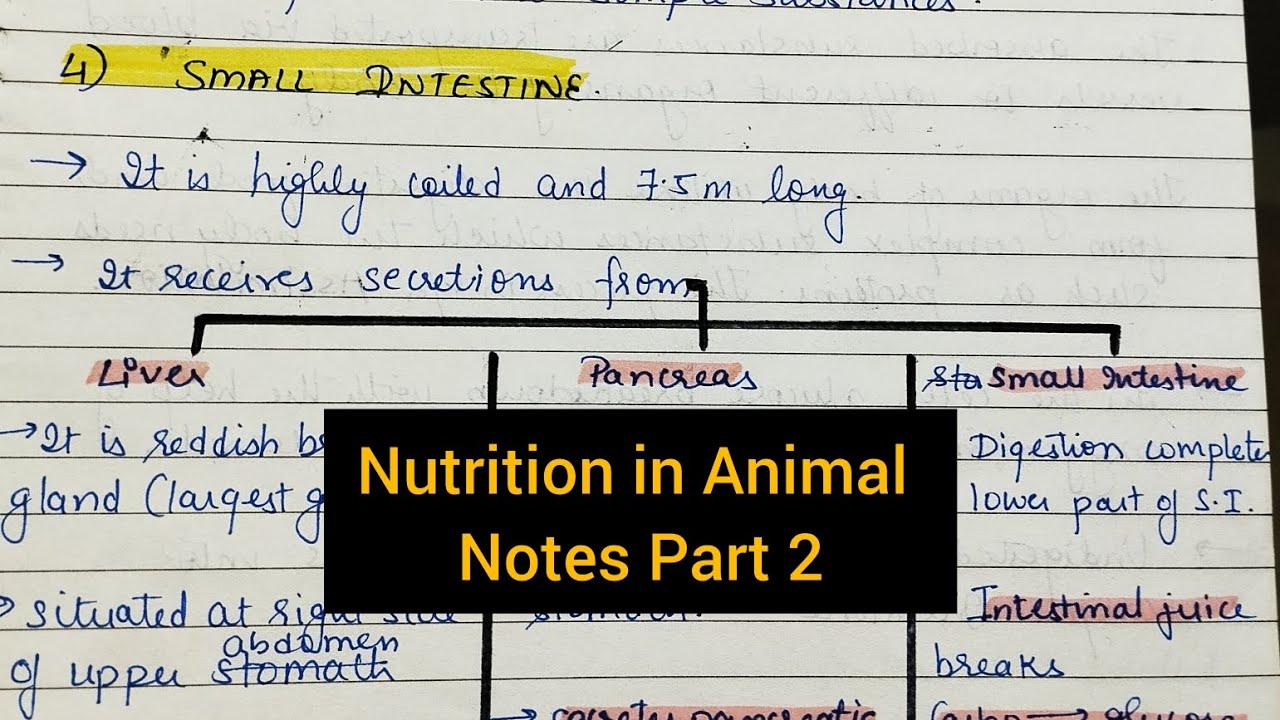Class 7th science chapter 2 Nutrition in Animal full notes - YouTube