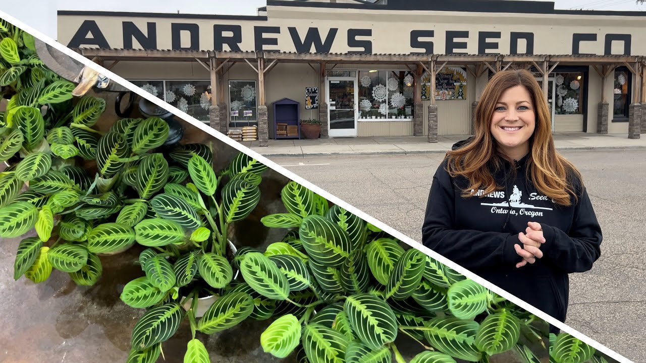 Full Garden Center Houseplant Tour! 🌿🥰// Garden Answer - YouTube