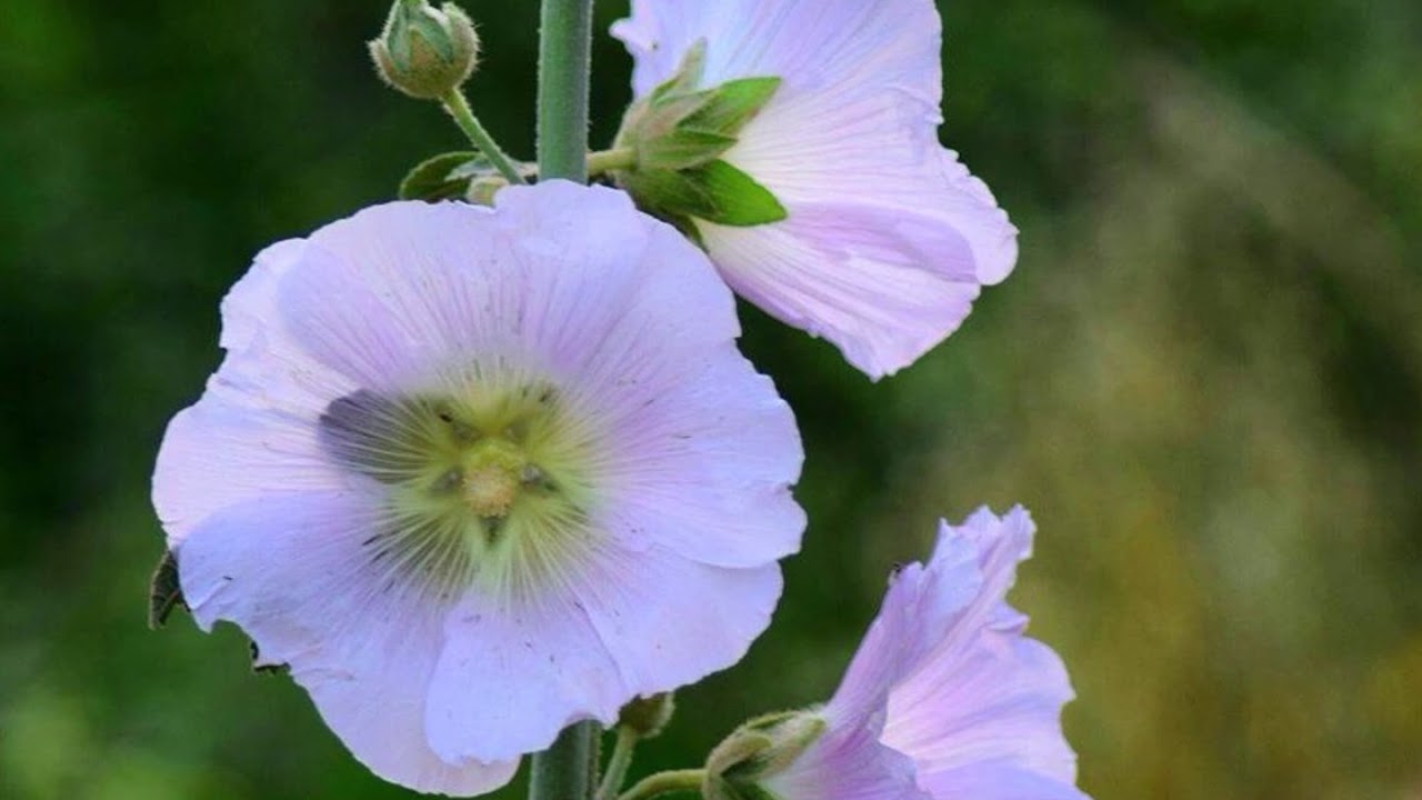 Baban- Sarbaz Jamal / Hero هێرۆ - سه‌رباز جمال - YouTube