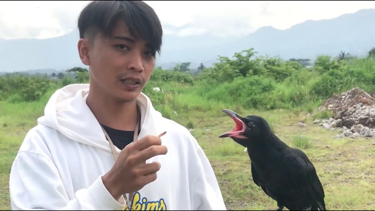 Burung Gagak Gaok (si Kuro) Belajar Free Fly - YouTube