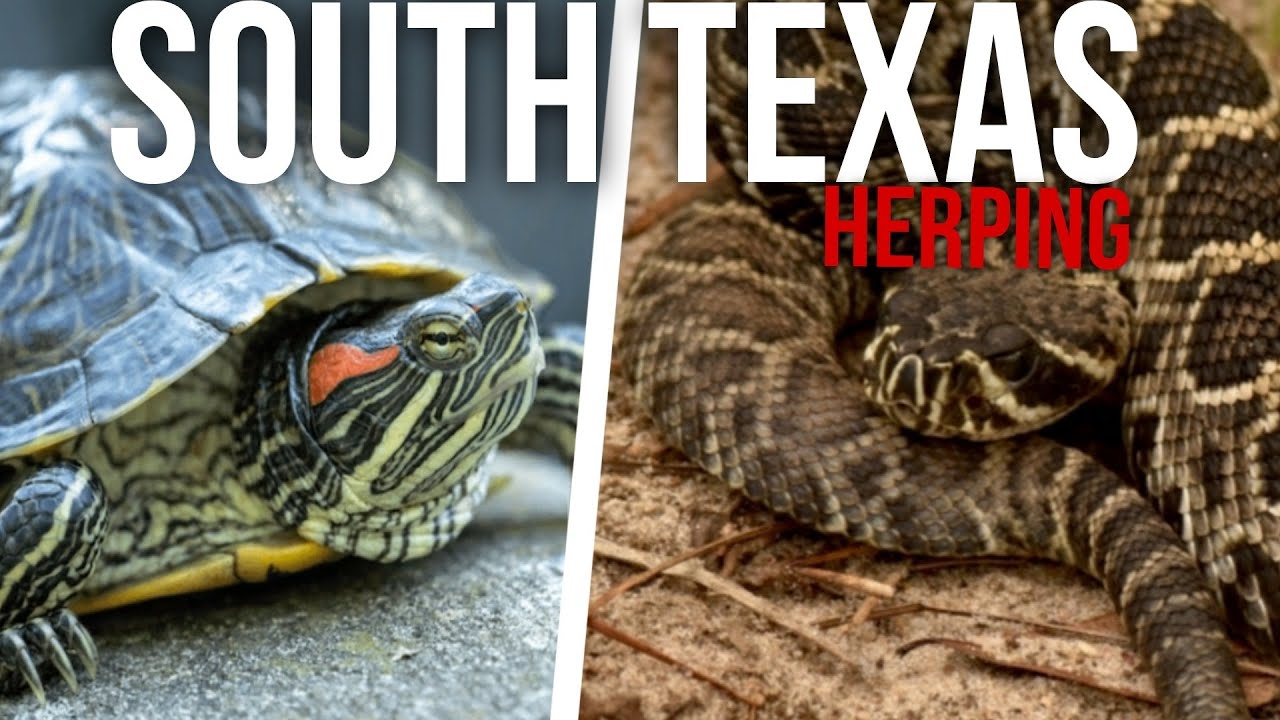 South Texas Herping! Rattlesnake, Turtles! - YouTube