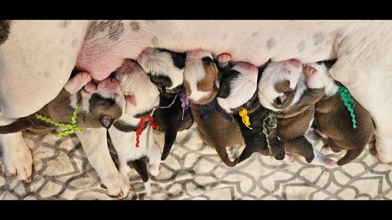 The Rare & Beautiful Alapaha Blue Blood Bulldog. PUPPIES! - YouTube