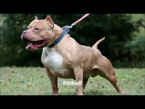Yasaklanan 5 Köpek Irkı
