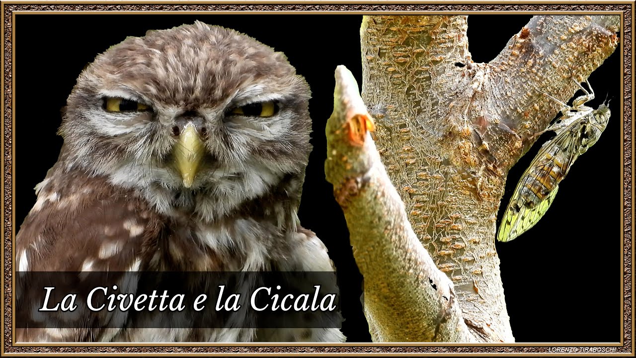 La Civetta e la Cicala - YouTube