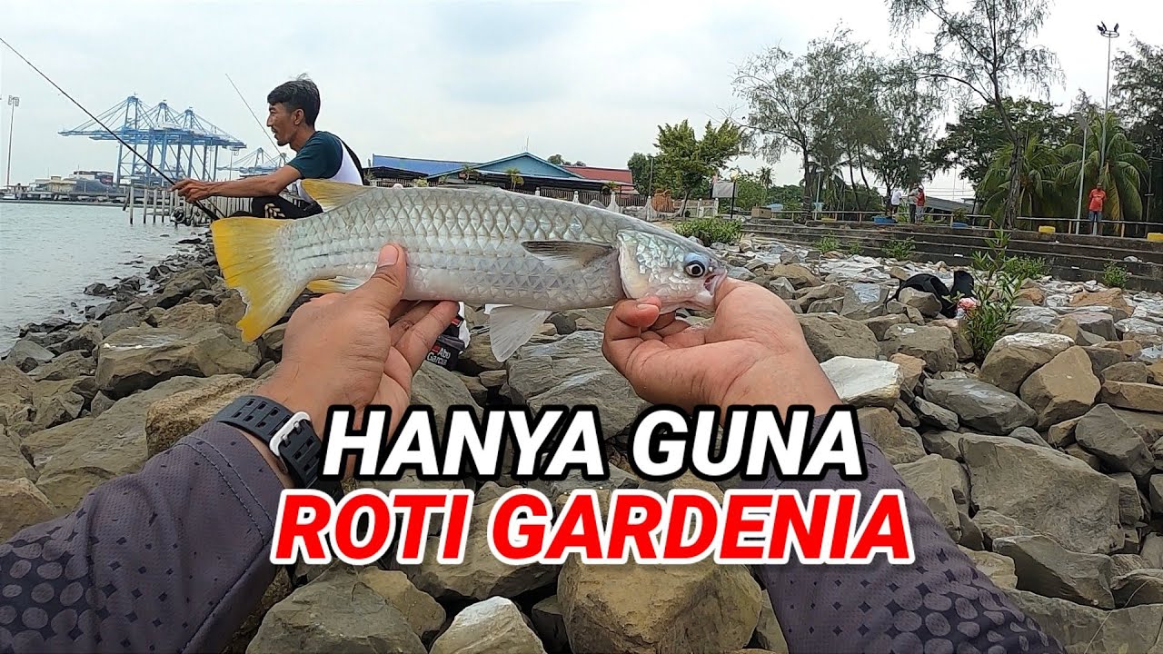 Hanya Guna Roti Gardenia | Ikan Tamok/Loban Port Klang | Vlog68 - YouTube