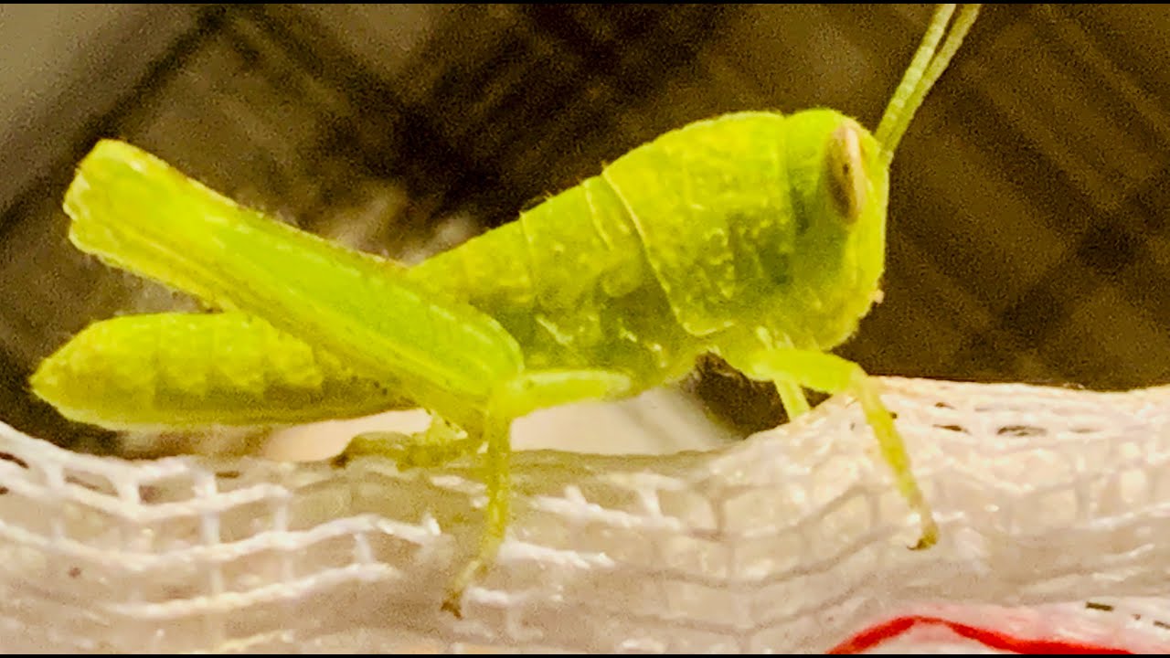 Grasshopper screen enclosure for breeding - YouTube