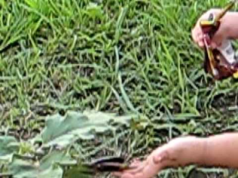 poso - YouTube