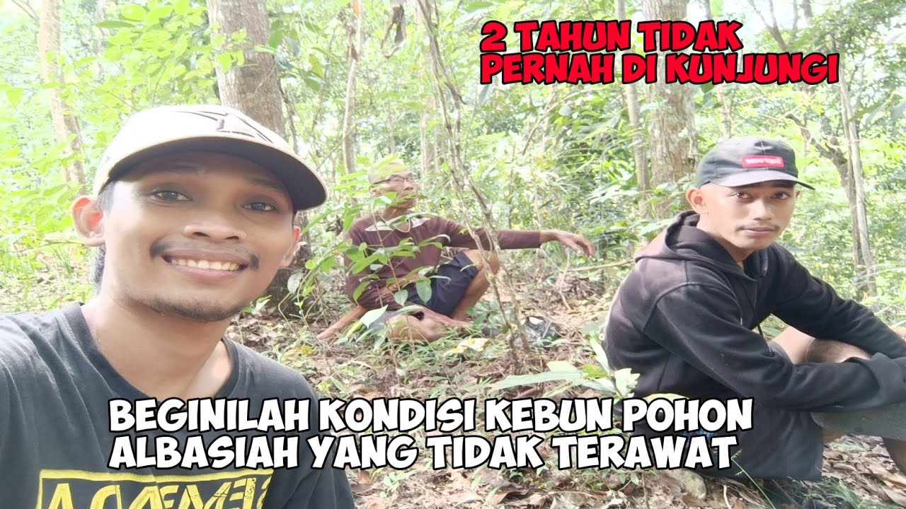 CEK KONDISI KEBUN POHON ALBASIAH - BERSAMA BANG IYAN DAN UWA HERMAN ...