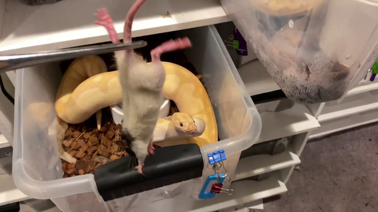 Ball python live feeding - YouTube
