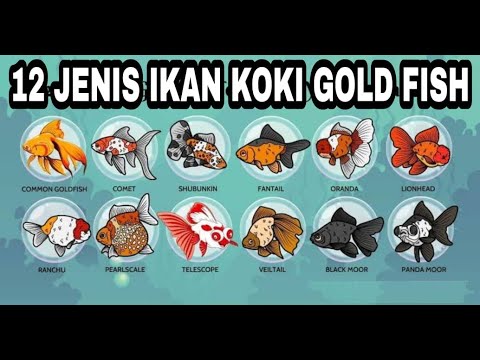 JENIS IKAN MAS KOKI (12 Most Beautiful Goldfish Species in the World) #goldfish #ikan #fish # ...