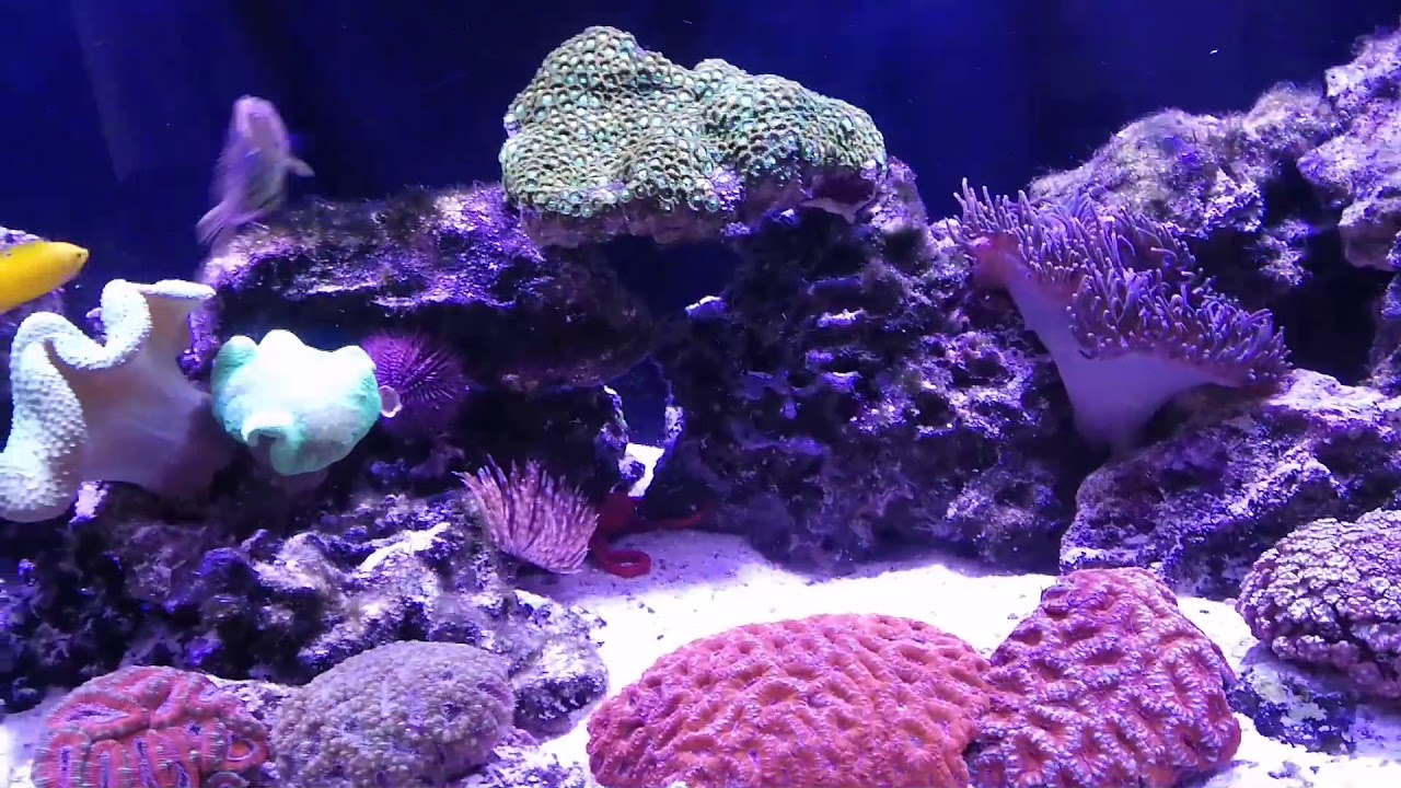 Wrasse only reef tank with 9 Wrasses how it works - part 1 - YouTube