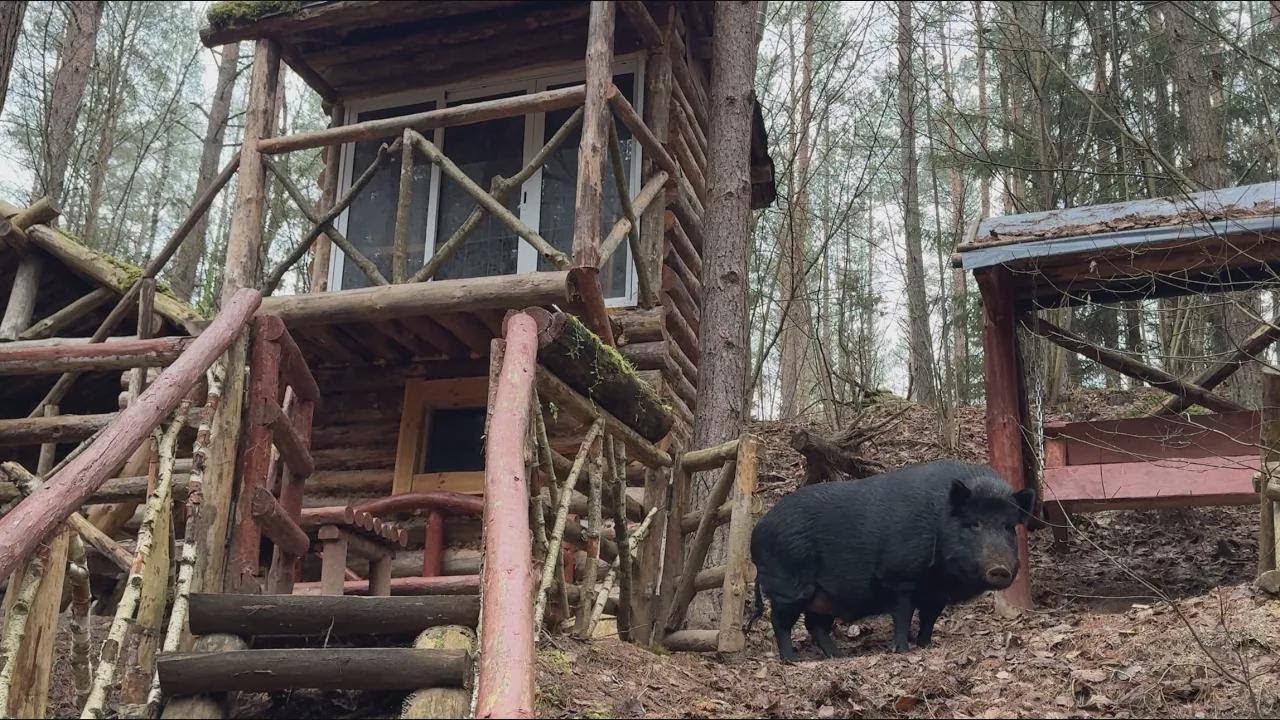 A Wild Boar's Life Changed Forever After Meeting a Human - YouTube