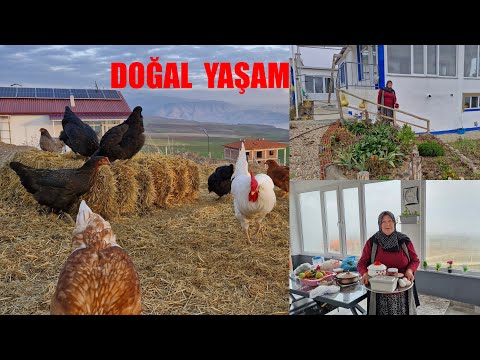 KÖYDE DOĞAL YAŞAM BUGÜN NELER YAPIYORUZ NELER HAZIRLIYORUZ