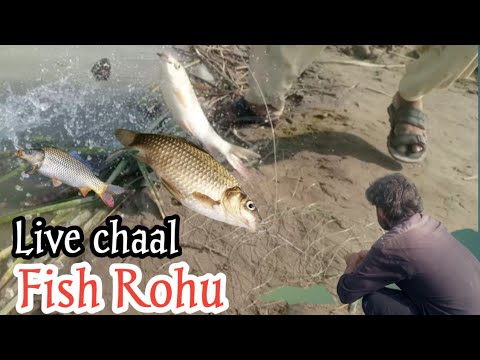 Big Live chaal rohu fish || رہو مچھلی کی چال چیک کریں || big rohu fish ...