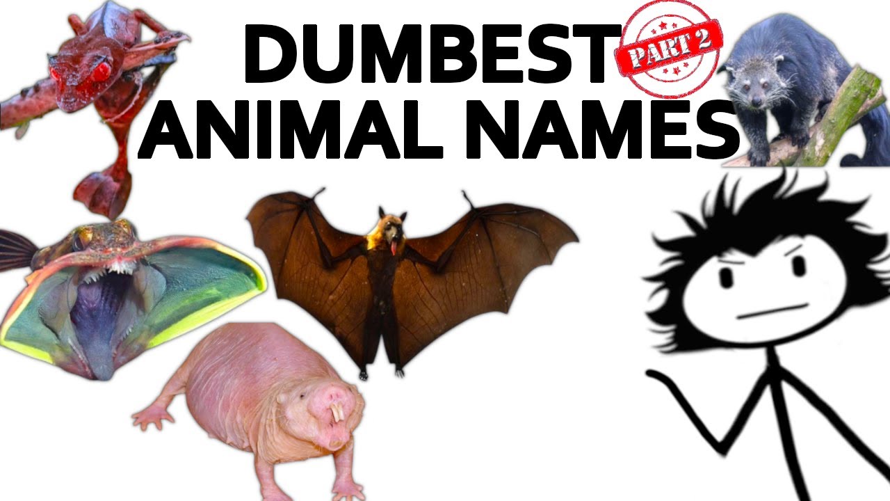 The Worst Animal Names on Planet Earth - Part 2 - YouTube