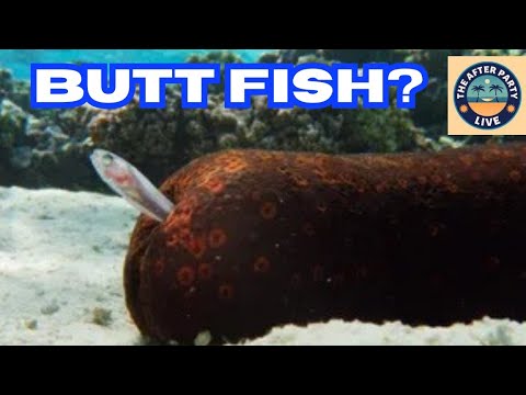 A Fish Spends its Life Living in the Rear End of Another Creature, Very ...