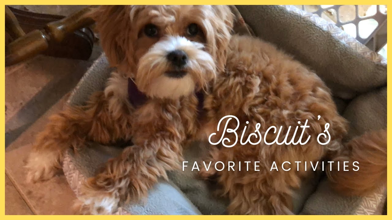 Biscuit’s 5 FAVORITE ACTIVITIES - YouTube