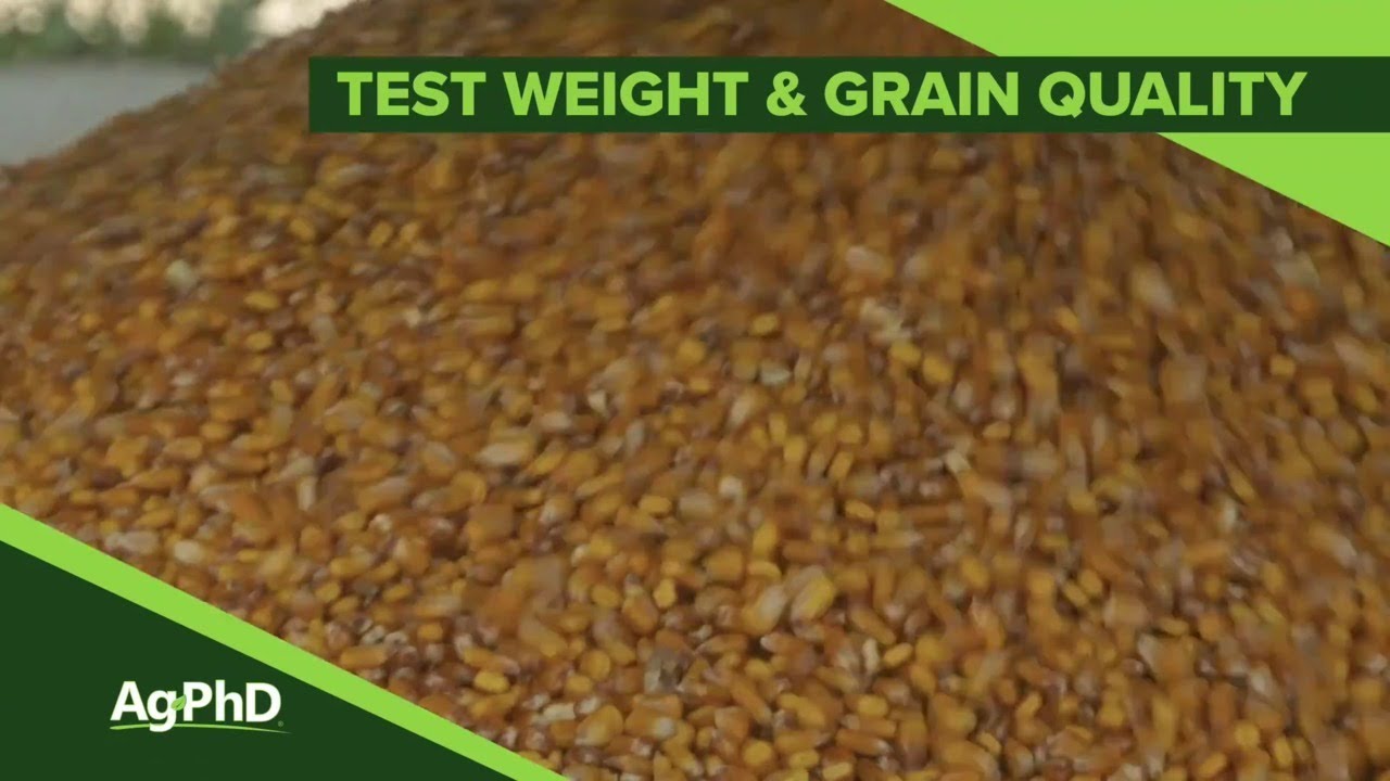 Test Weight And Grain Quality From Ag PhD Show 1110 Air Date 7 14 test-weight-and-grain-quality-from-ag-phd-show-1110-air-date-7-14