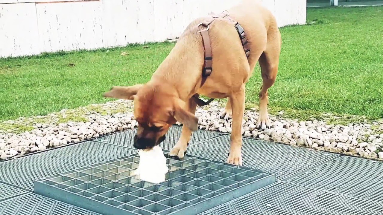 Dog biting water from fountain - YouTube
