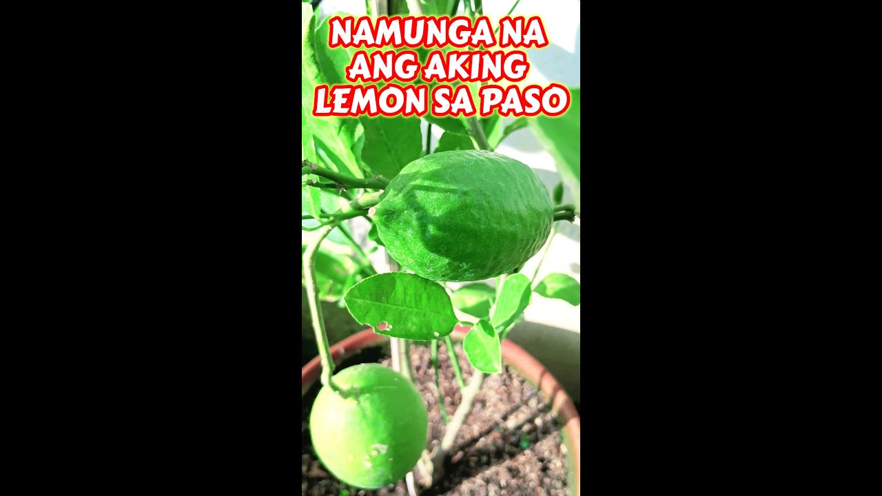 Lemon in a pot - YouTube
