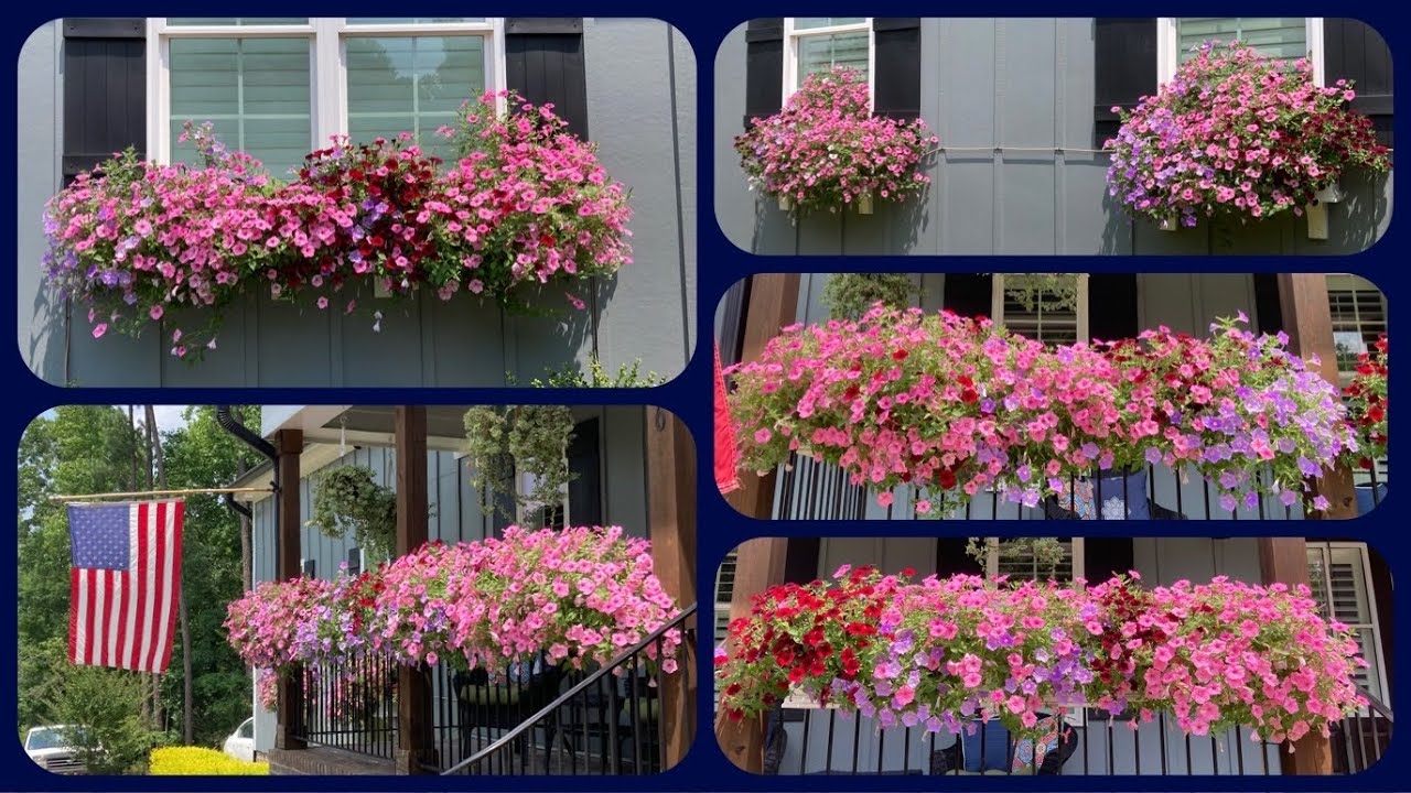 Supertunia Flower Boxes Week 8 Update 2023! - YouTube