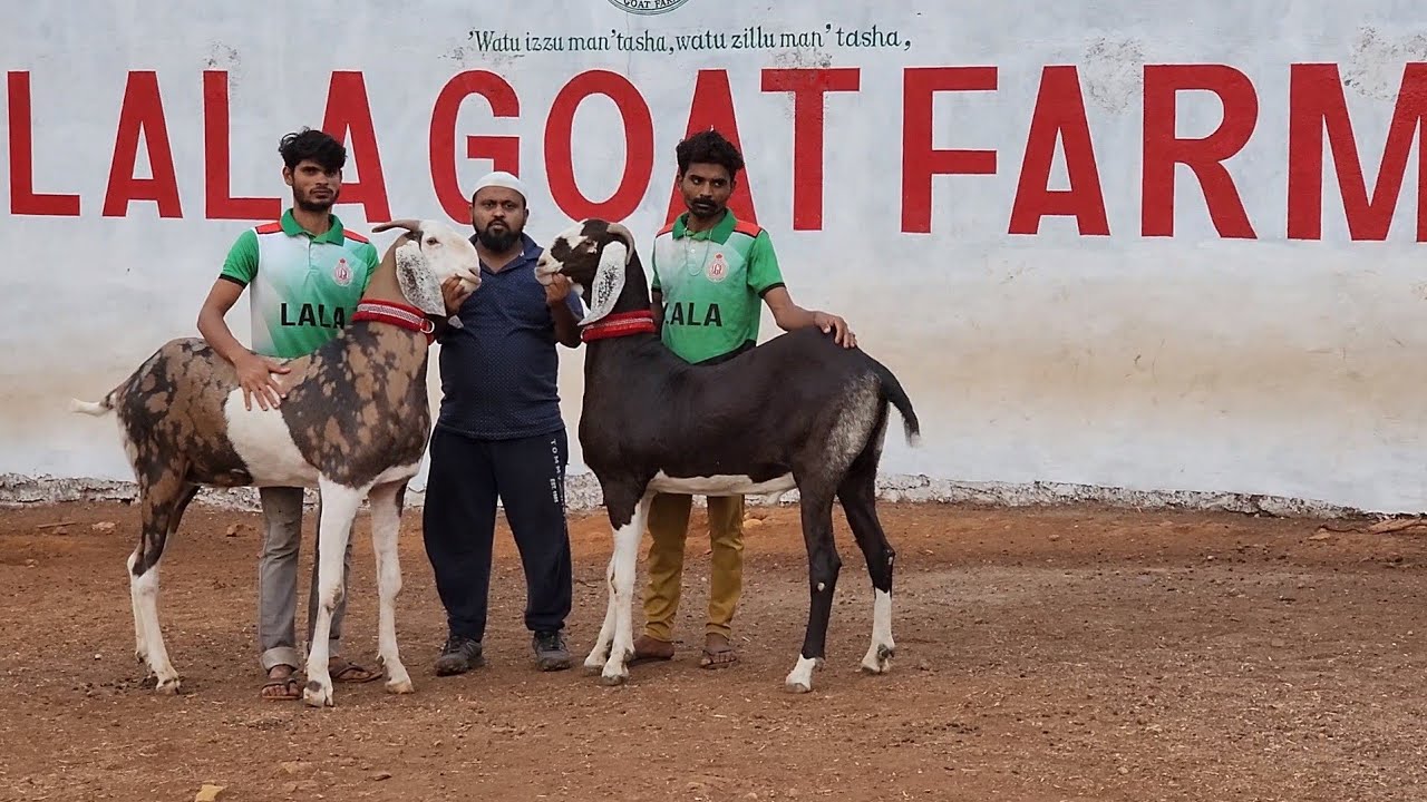 House Of Big Gujri Goats Of Al Karam Agro At LaLa Goat Farm. - YouTube
