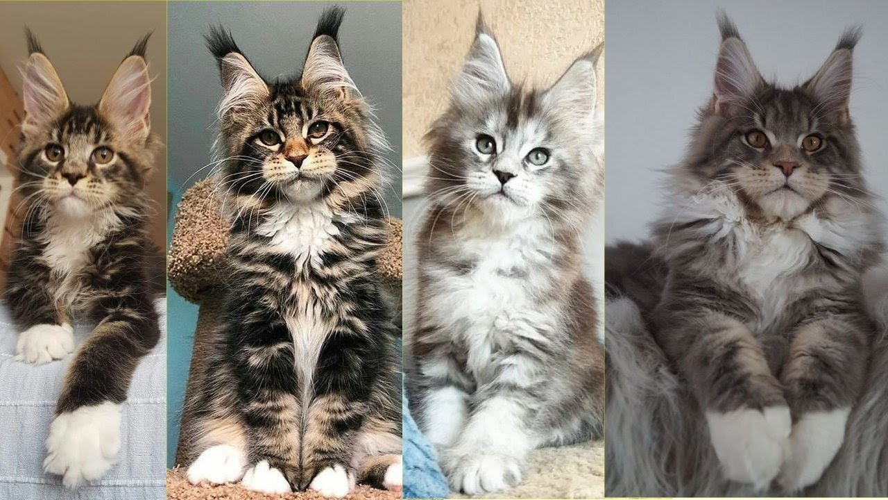 Choose your birthday month cutest big Maine Coon cat - YouTube