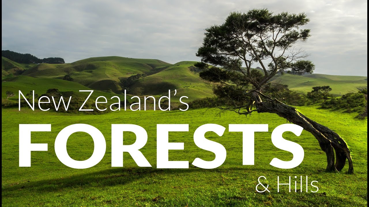 WOODLAND Photography - New Zealand's NORTH ISLAND Forests - YouTube