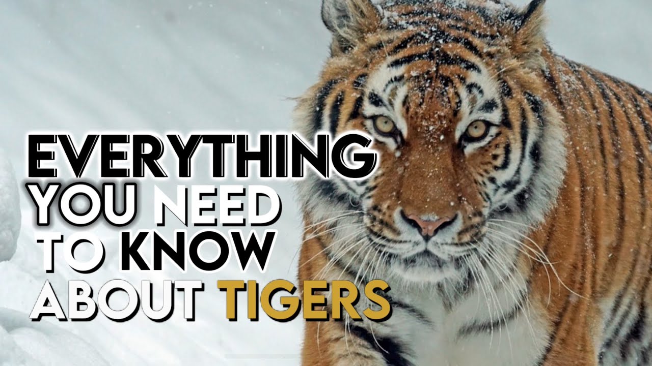 Everything You Need To Know About Tigers - YouTube