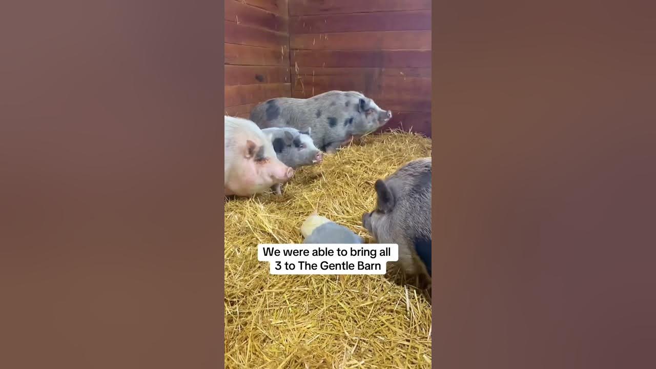 We found 3 bonus pigs 🥹 #animalrescue - YouTube