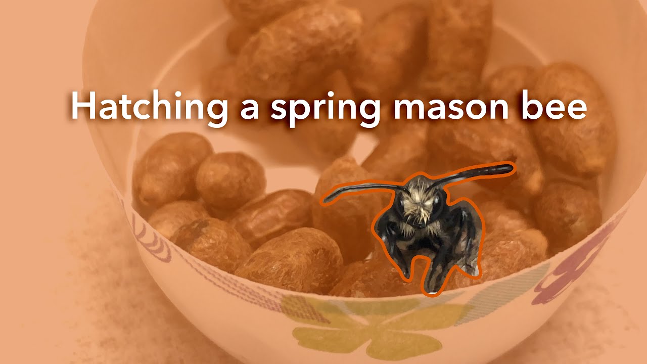 Hatching mason bee - YouTube