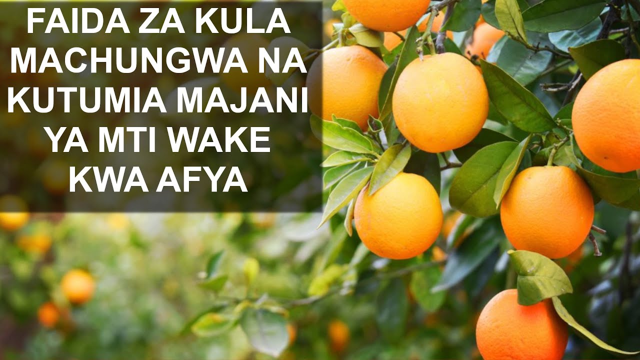 FAIDA ZA KULA MACHUNGWA NA KUTUMIA MAJANI YA MTI WA MCHUNGWA KIAFYA ...