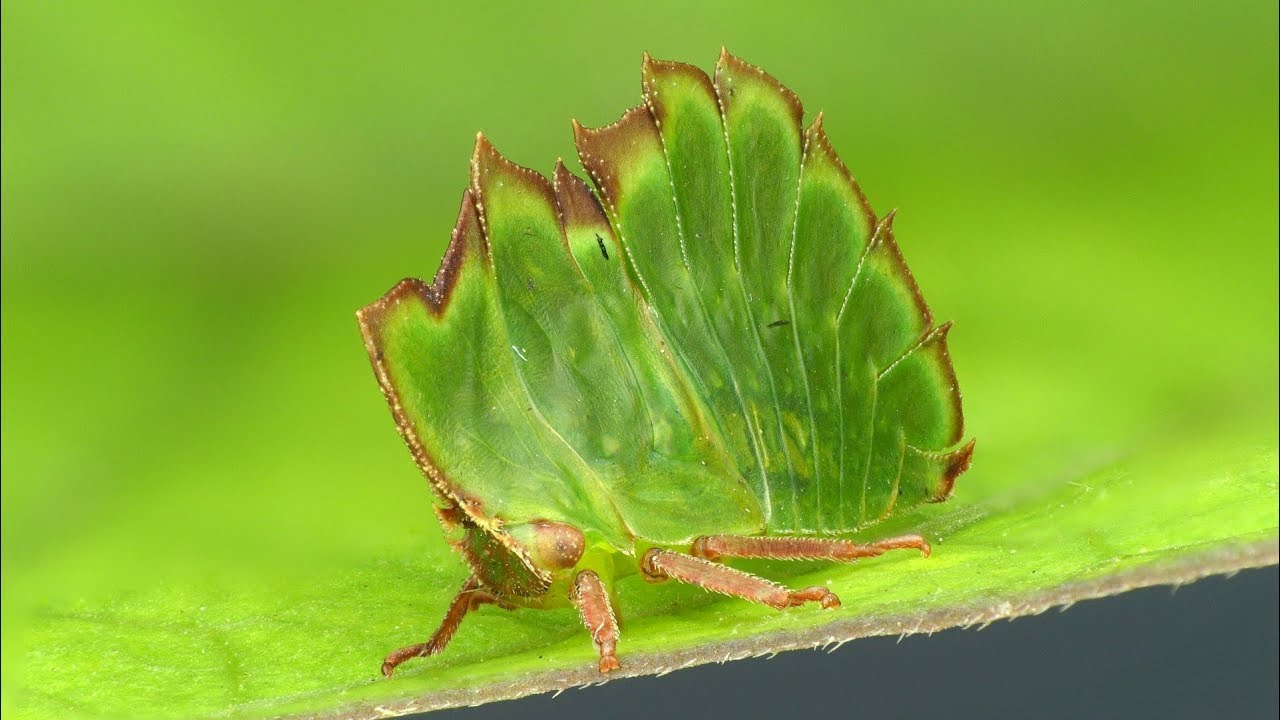 Treehopper disguises as leaf to escape hungry predators - YouTube