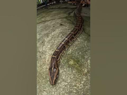 Bohol Philippines #python #snake 🐍 #shortsfeed #shortvideo - YouTube