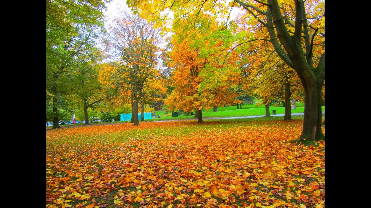 Autumn season Leeds 2020 | Autumn in the UK| Autumn in England | Autumn ...