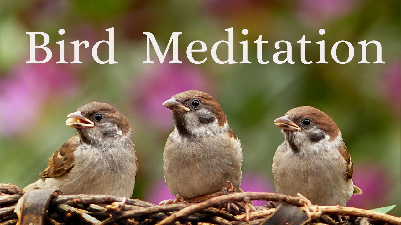 Winged Wonders and Waves: Wash Away Stress with Soothing Music and ...