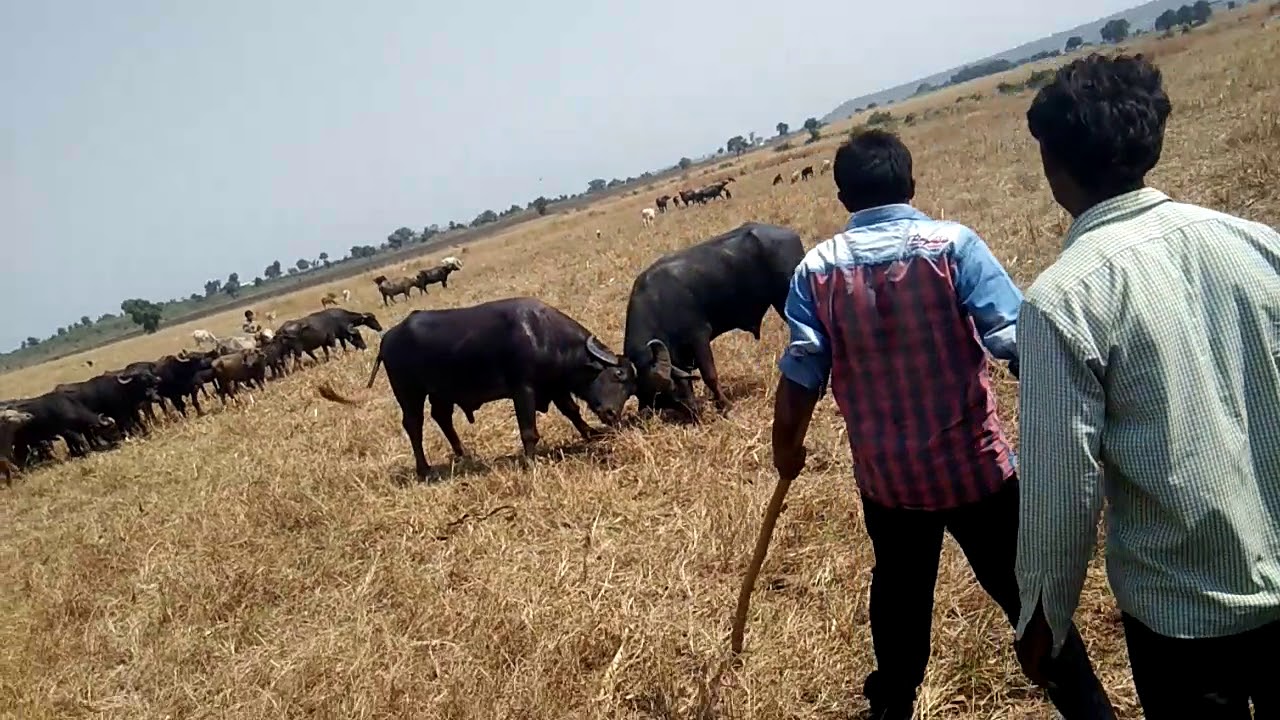 Bahid Vs javed pada ladyi 18. /10/2018 - YouTube