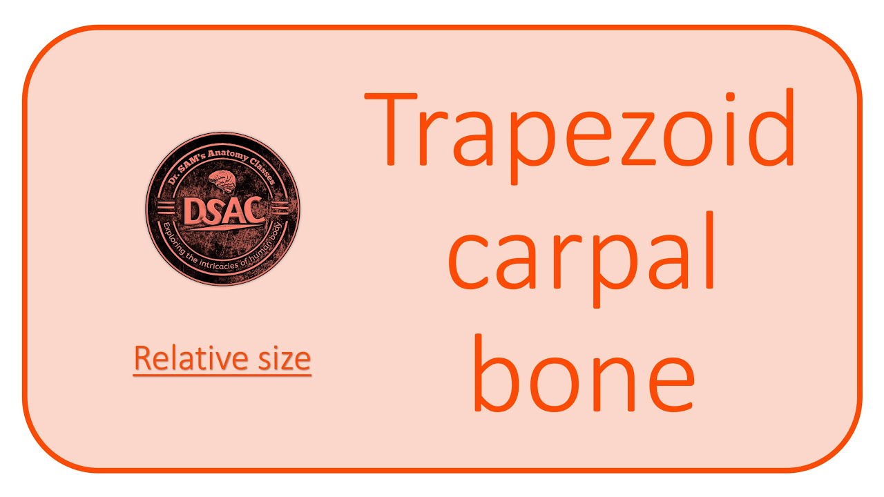 Trapezoid carpal bone | Second smallest carpal bone | Baby shoe shaped ...